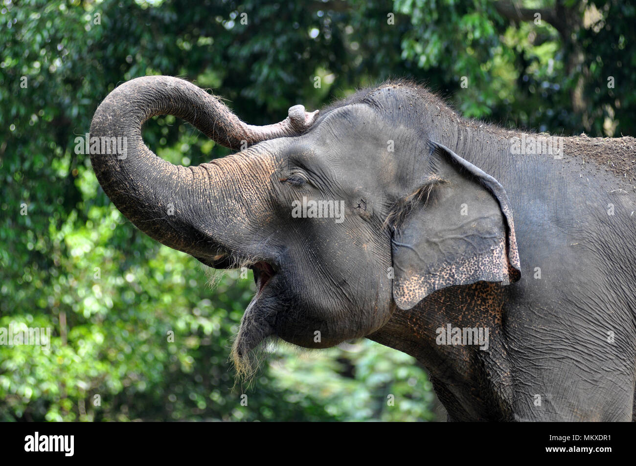 Sumatera elephant hi-res stock photography and images - Alamy