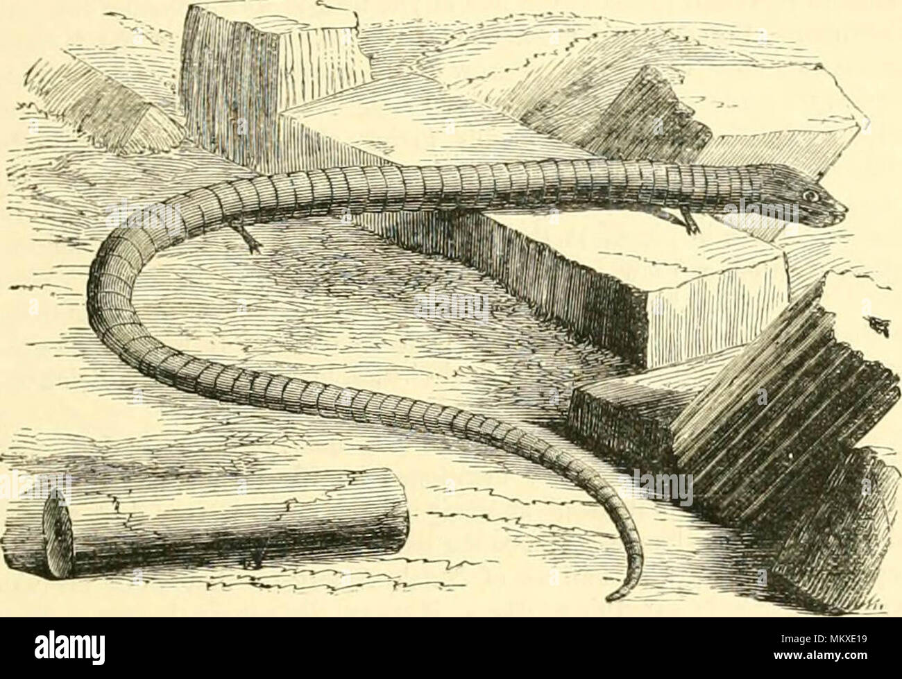 The museum of natural history, with introductory essay on the natural ...