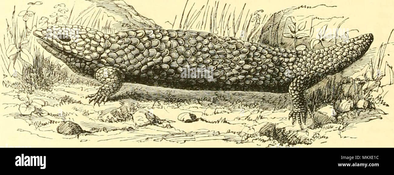 The museum of natural history, with introductory essay on the natural ...