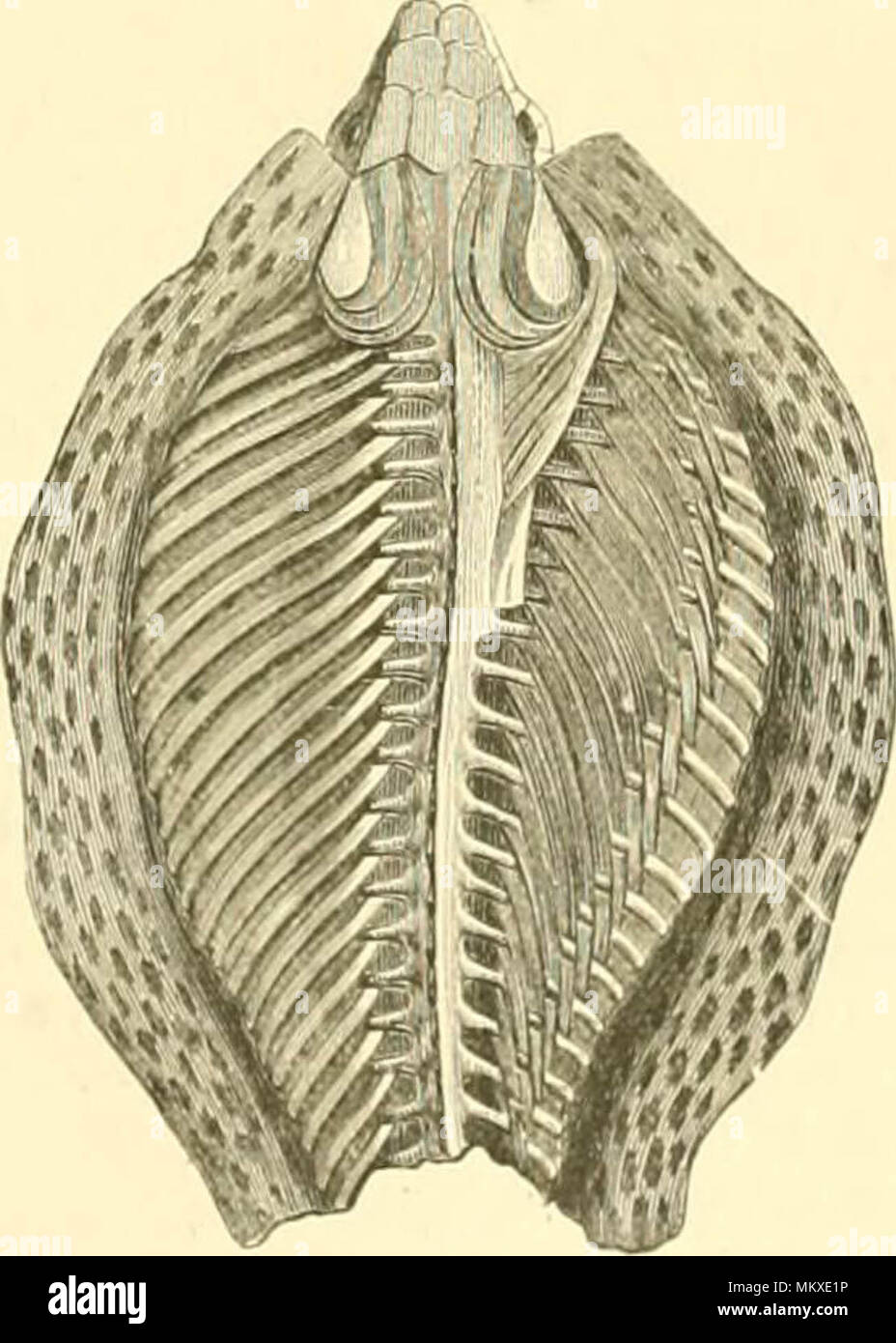 The museum of natural history, with introductory essay on the natural ...