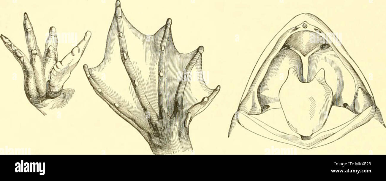 Historia natural popular hi-res stock photography and images - Alamy