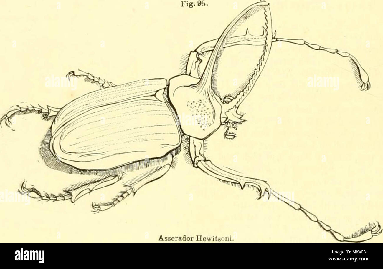 Historia natural popular hi-res stock photography and images - Alamy