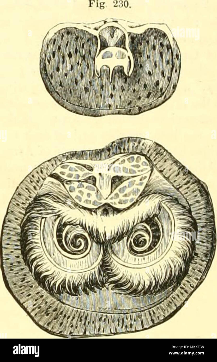 The museum of natural history, with introductory essay on the natural ...