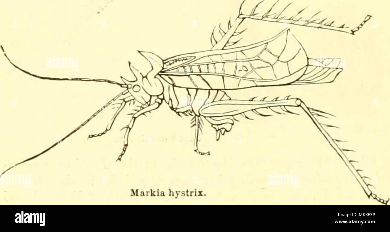 The museum of natural history, with introductory essay on the natural ...