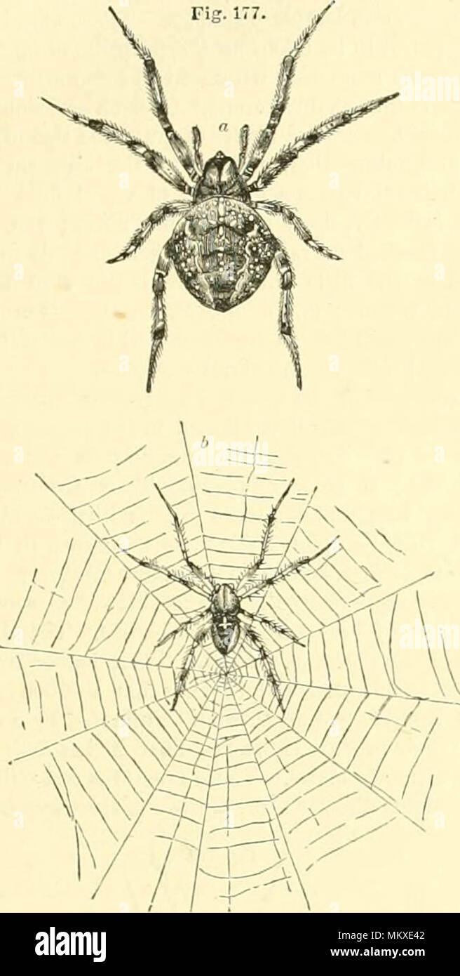 The museum of natural history, with introductory essay on the natural ...