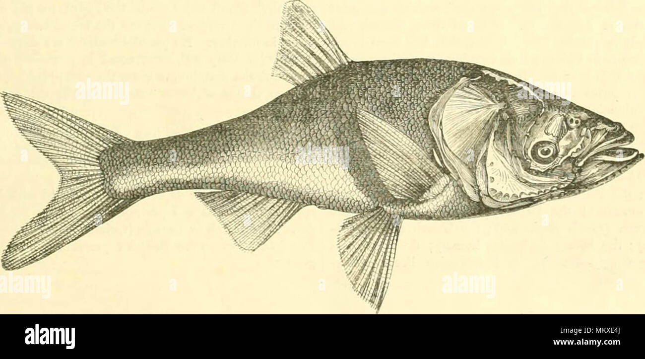 Historia natural popular hi-res stock photography and images - Alamy