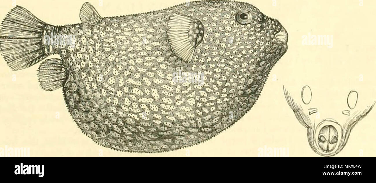 The museum of natural history, with introductory essay on the natural ...