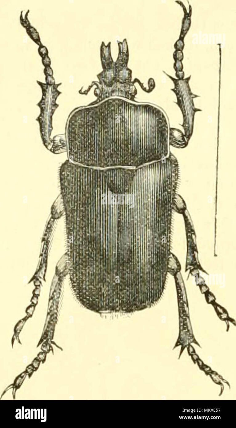 The museum of natural history, with introductory essay on the natural ...