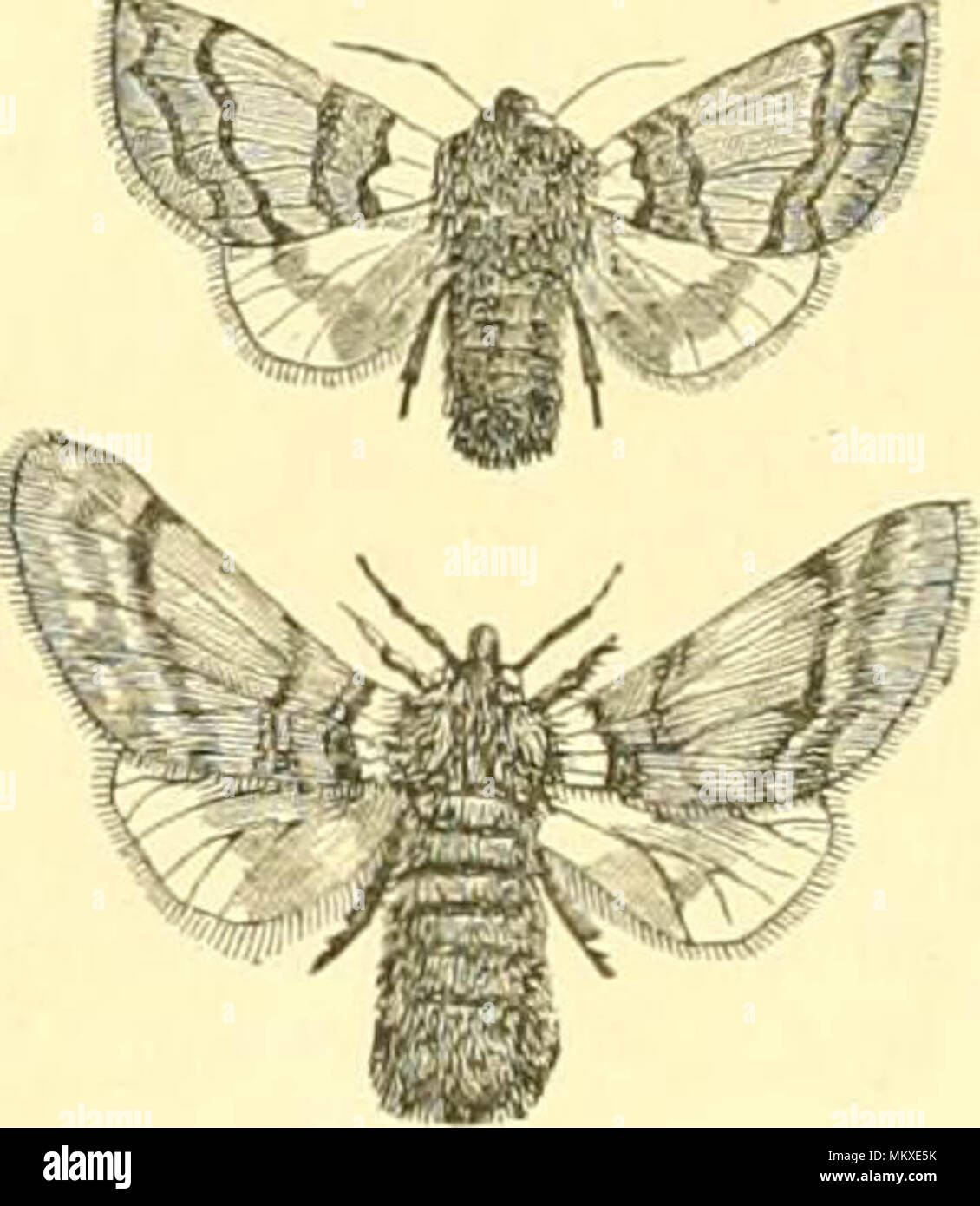 The museum of natural history, with introductory essay on the natural ...