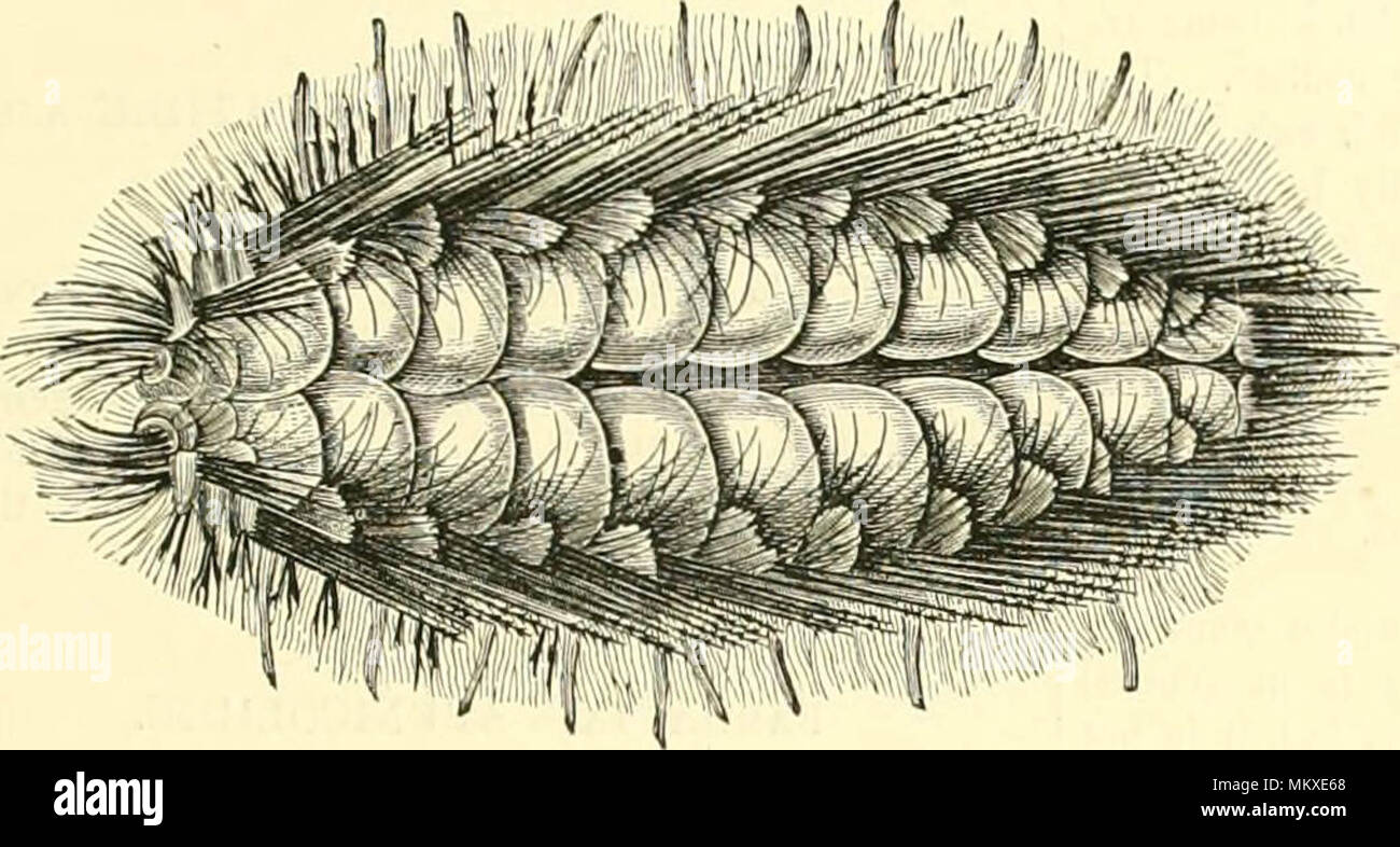 Historia natural popular hi-res stock photography and images - Alamy
