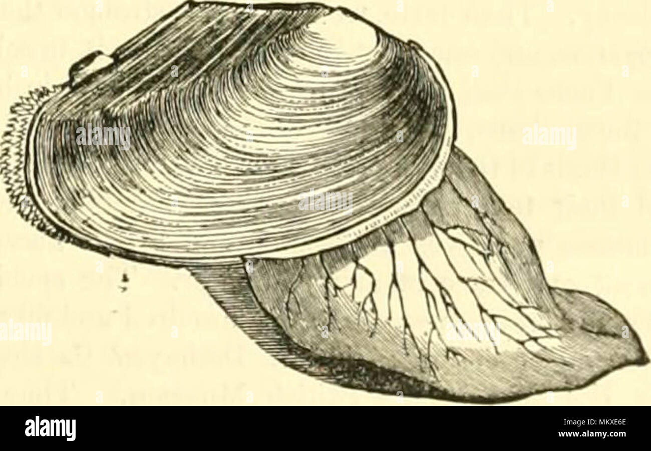 Historia natural popular hi-res stock photography and images - Alamy