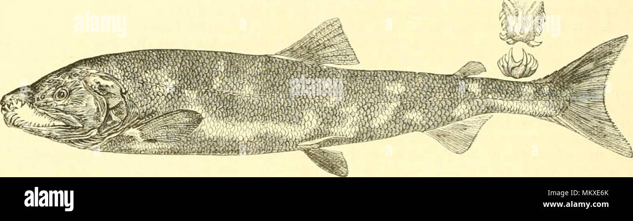 Historia natural popular hi-res stock photography and images - Alamy