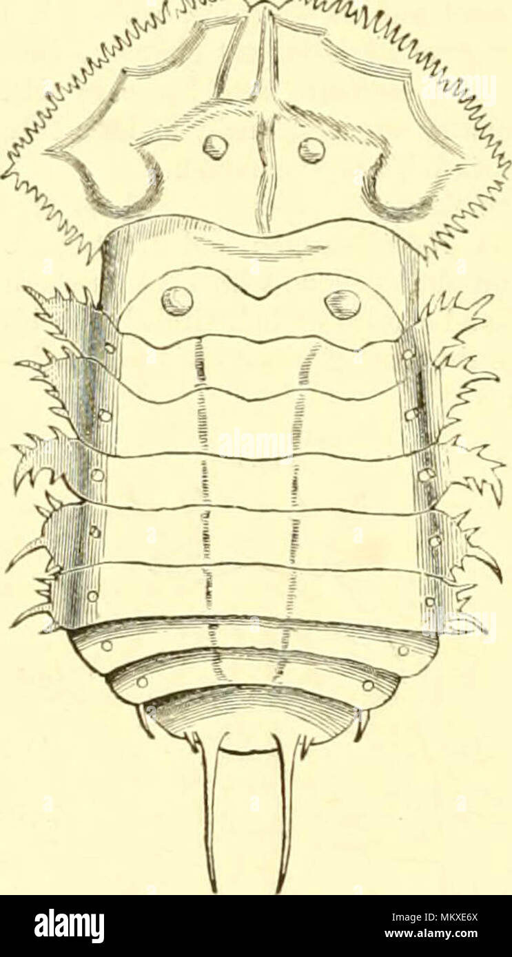 The museum of natural history, with introductory essay on the natural ...