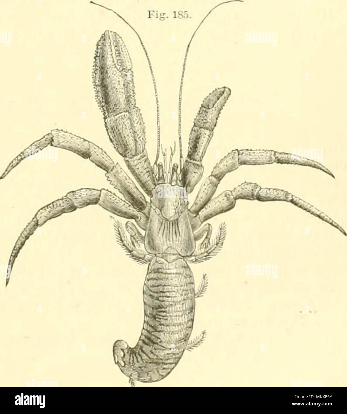 The museum of natural history, with introductory essay on the natural ...