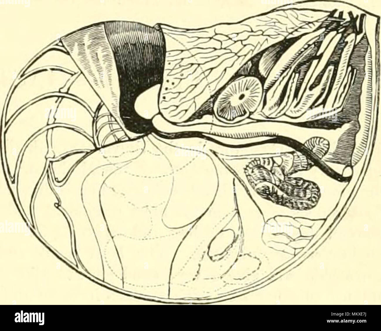 The museum of natural history, with introductory essay on the natural ...