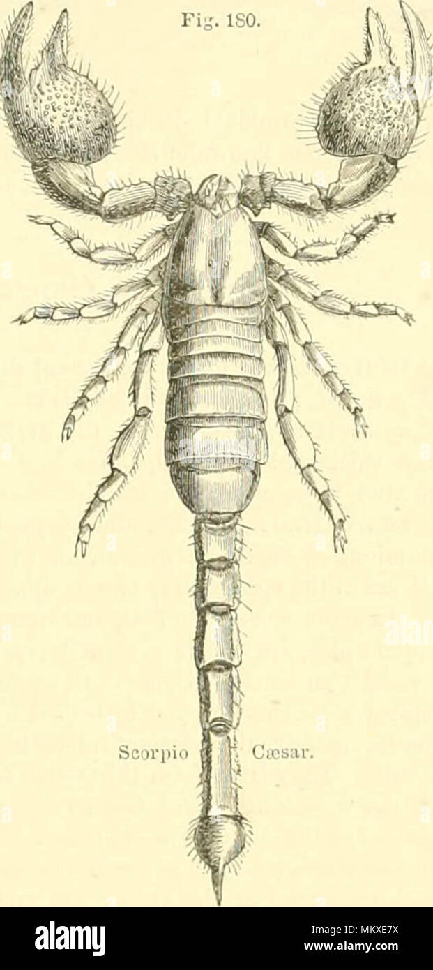 The museum of natural history, with introductory essay on the natural ...