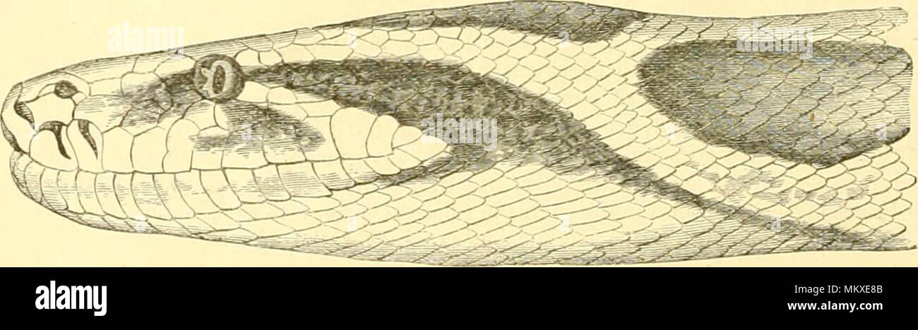 The museum of natural history, with introductory essay on the natural ...