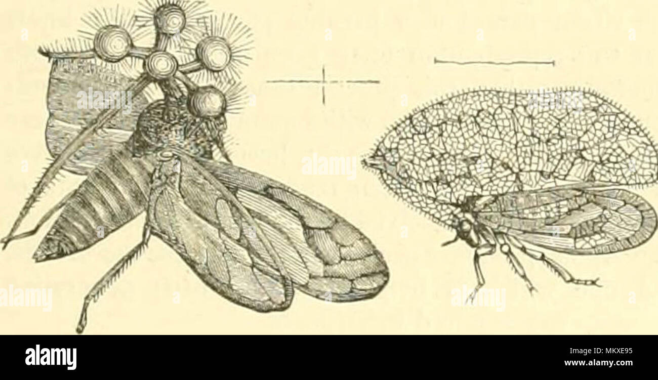 The museum of natural history, with introductory essay on the natural ...