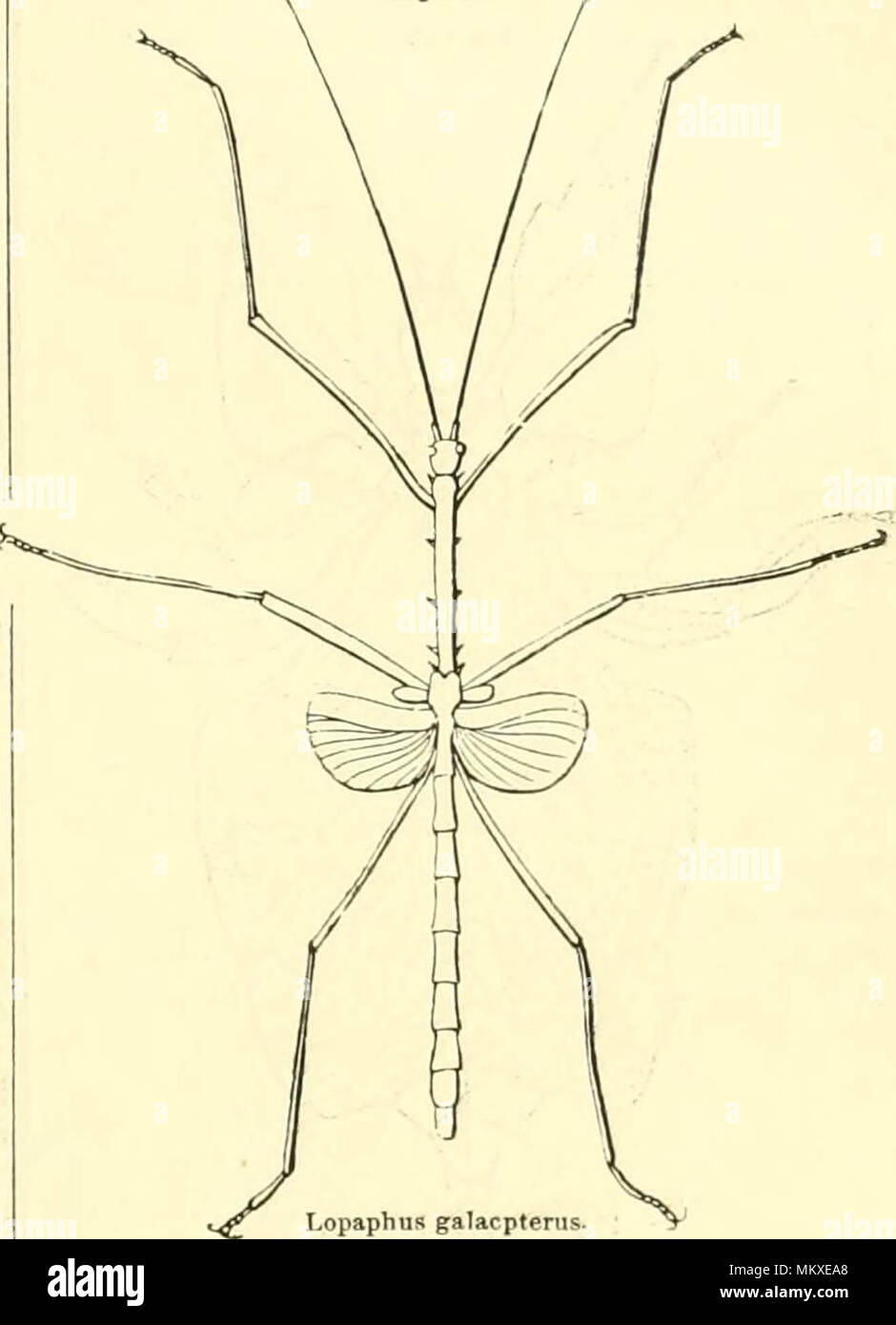The museum of natural history, with introductory essay on the natural ...