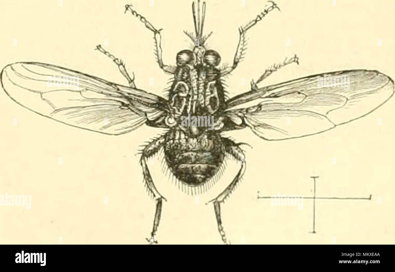 The museum of natural history, with introductory essay on the natural ...