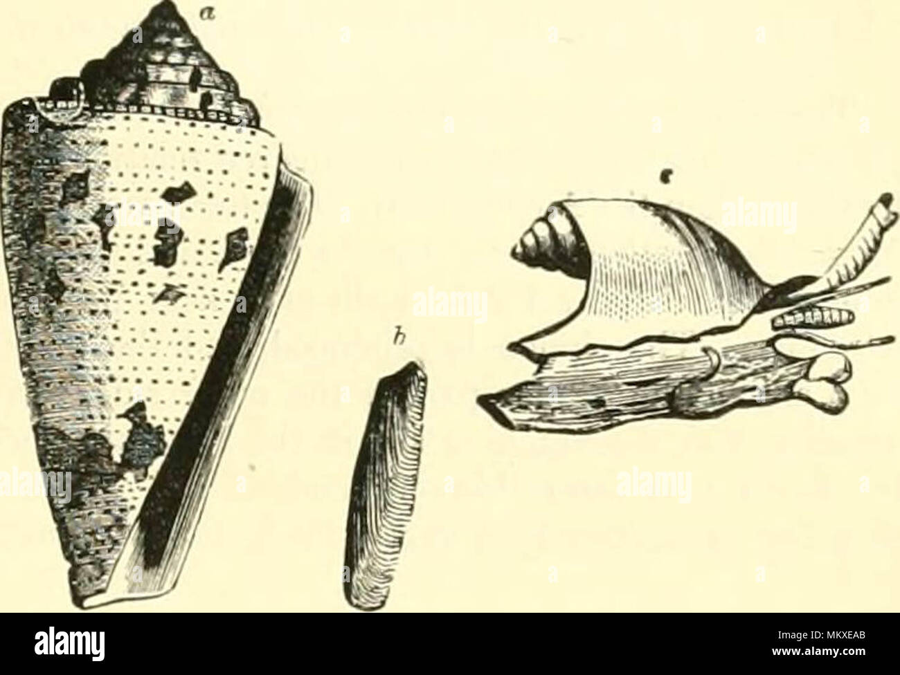 The museum of natural history, with introductory essay on the natural ...