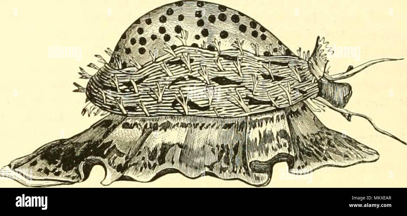 The museum of natural history, with introductory essay on the natural ...