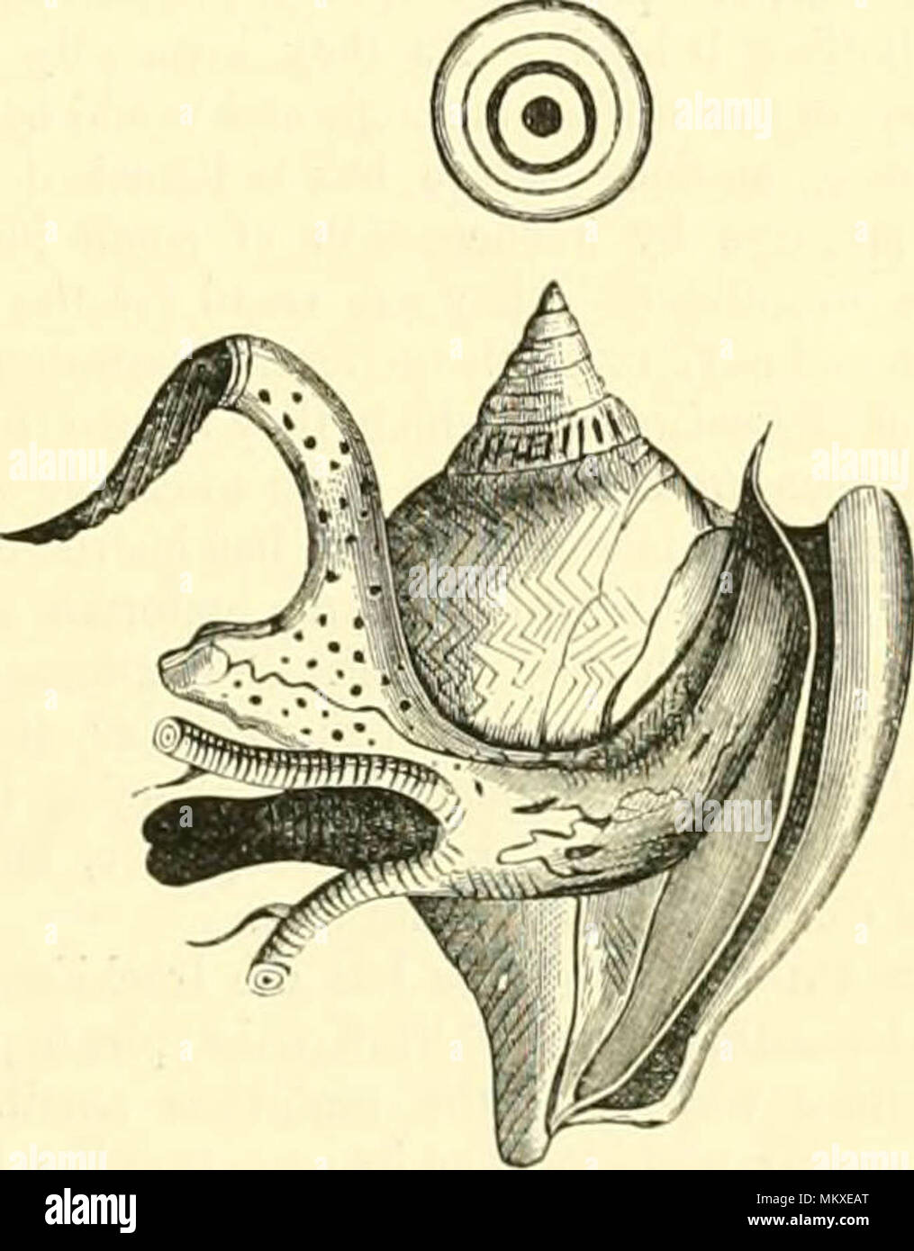The museum of natural history, with introductory essay on the natural ...