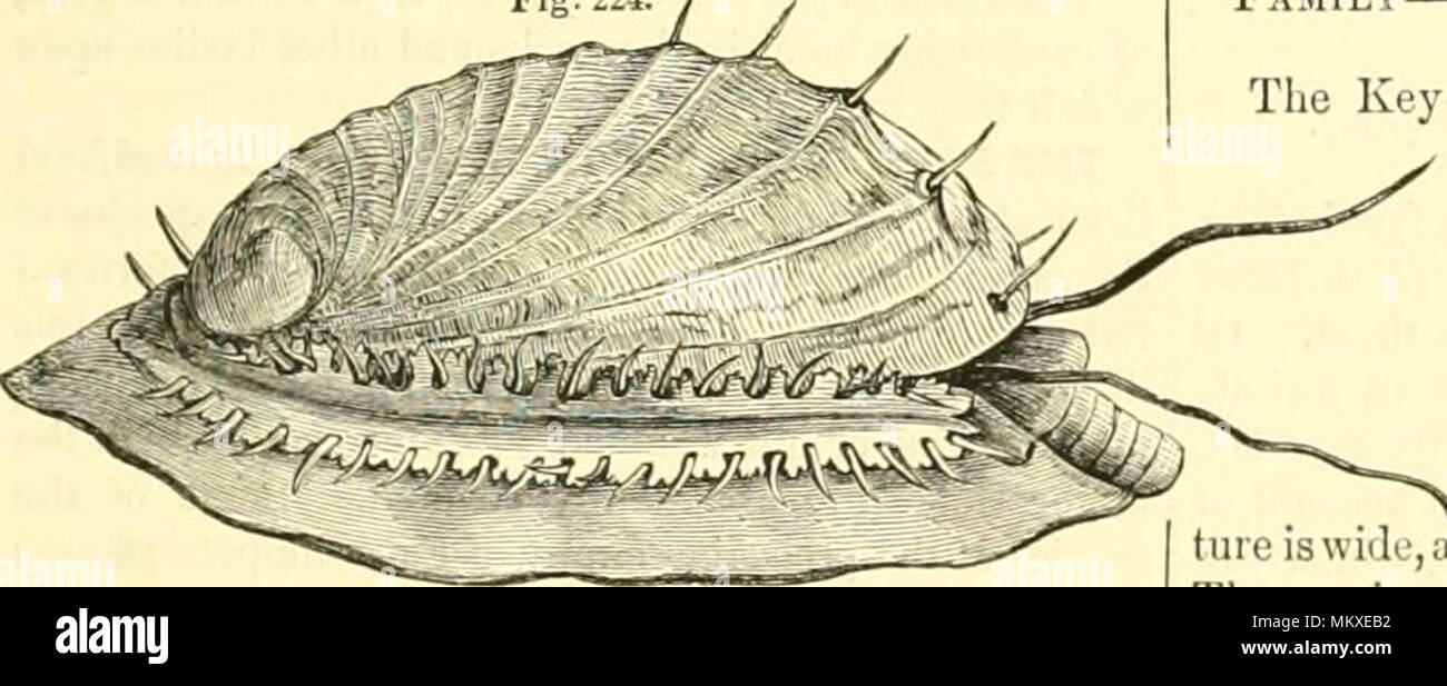 Historia natural popular hi-res stock photography and images - Alamy