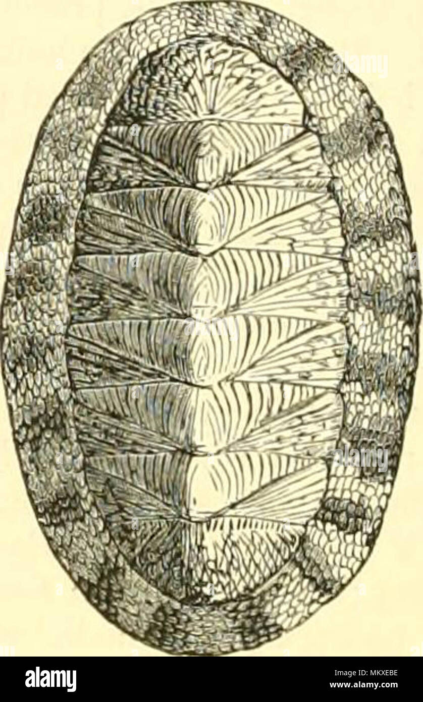 The museum of natural history, with introductory essay on the natural ...