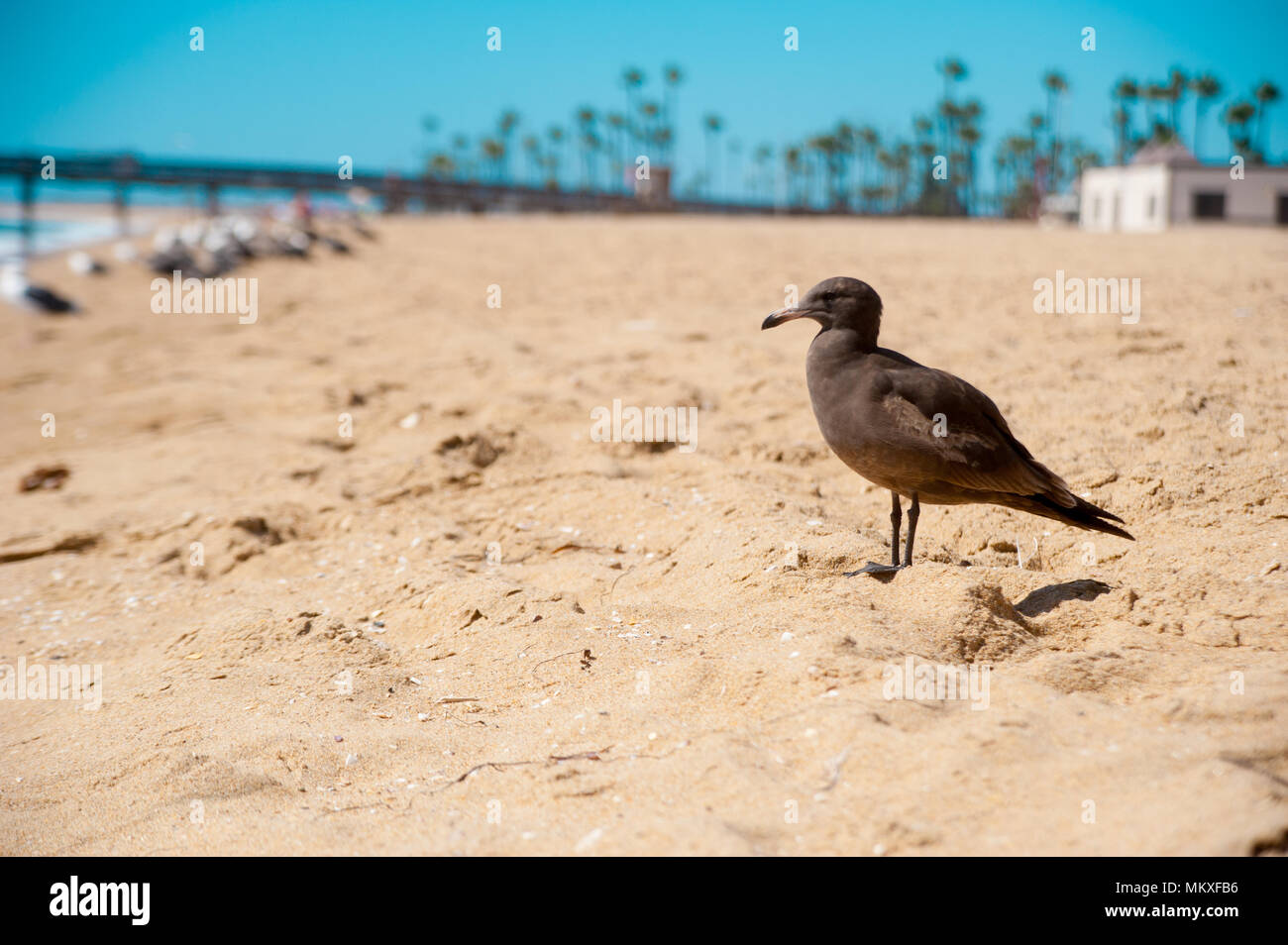 Seagull looking at the ocean around Long Beach, California. California ...