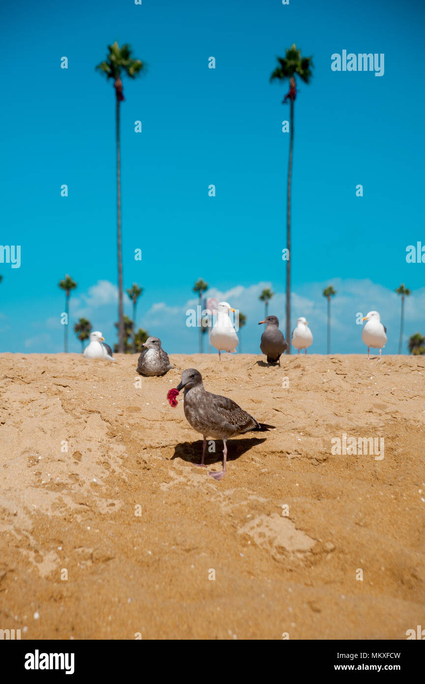 Seagulls looking at the ocean around Long Beach, California. California ...