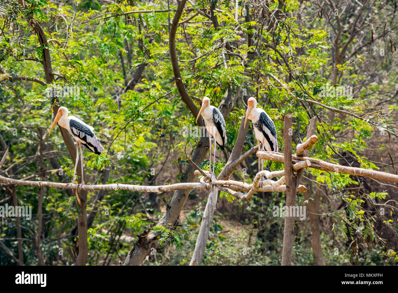 group of painted storks standing at tree at zoo looking awesome Stock ...