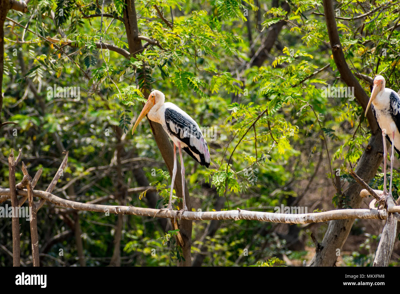 group of painted storks standing at tree at zoo looking awesome Stock ...