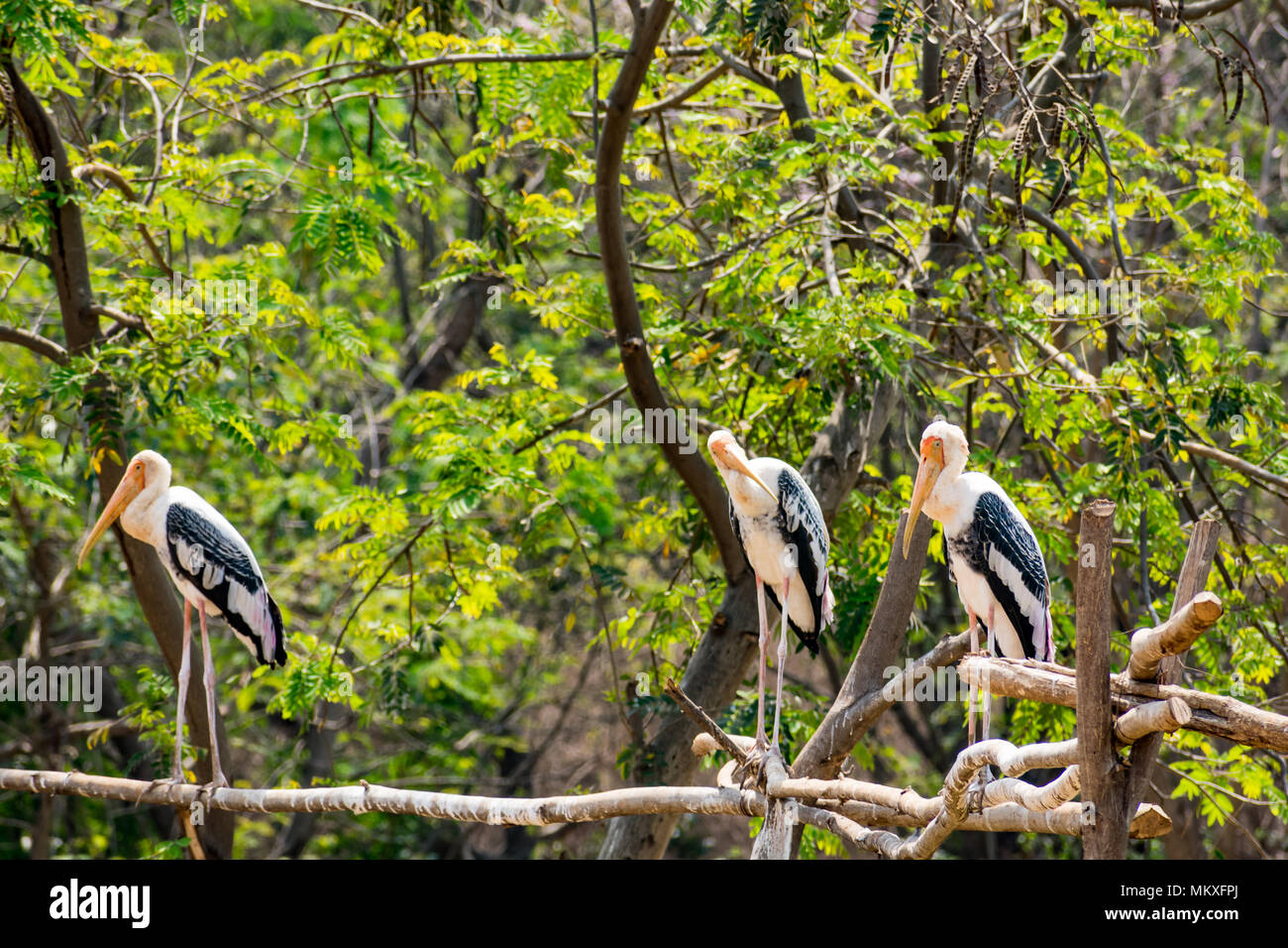 group of painted storks standing at tree at zoo looking awesome Stock ...