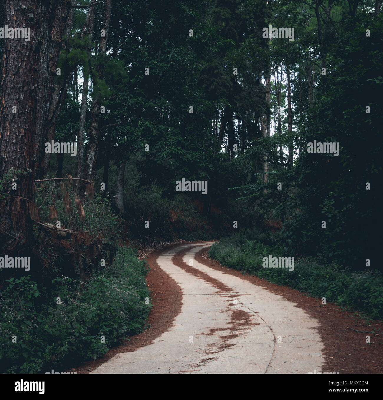 Fog in the forest morning Pine trees Stock Photo - Alamy