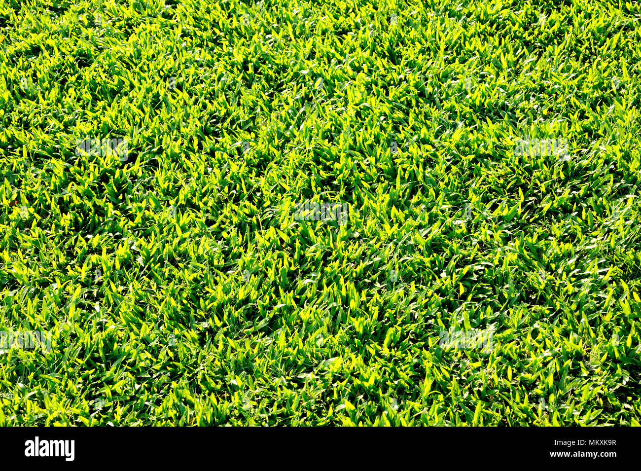 grass field floor texture Stock Photo - Alamy