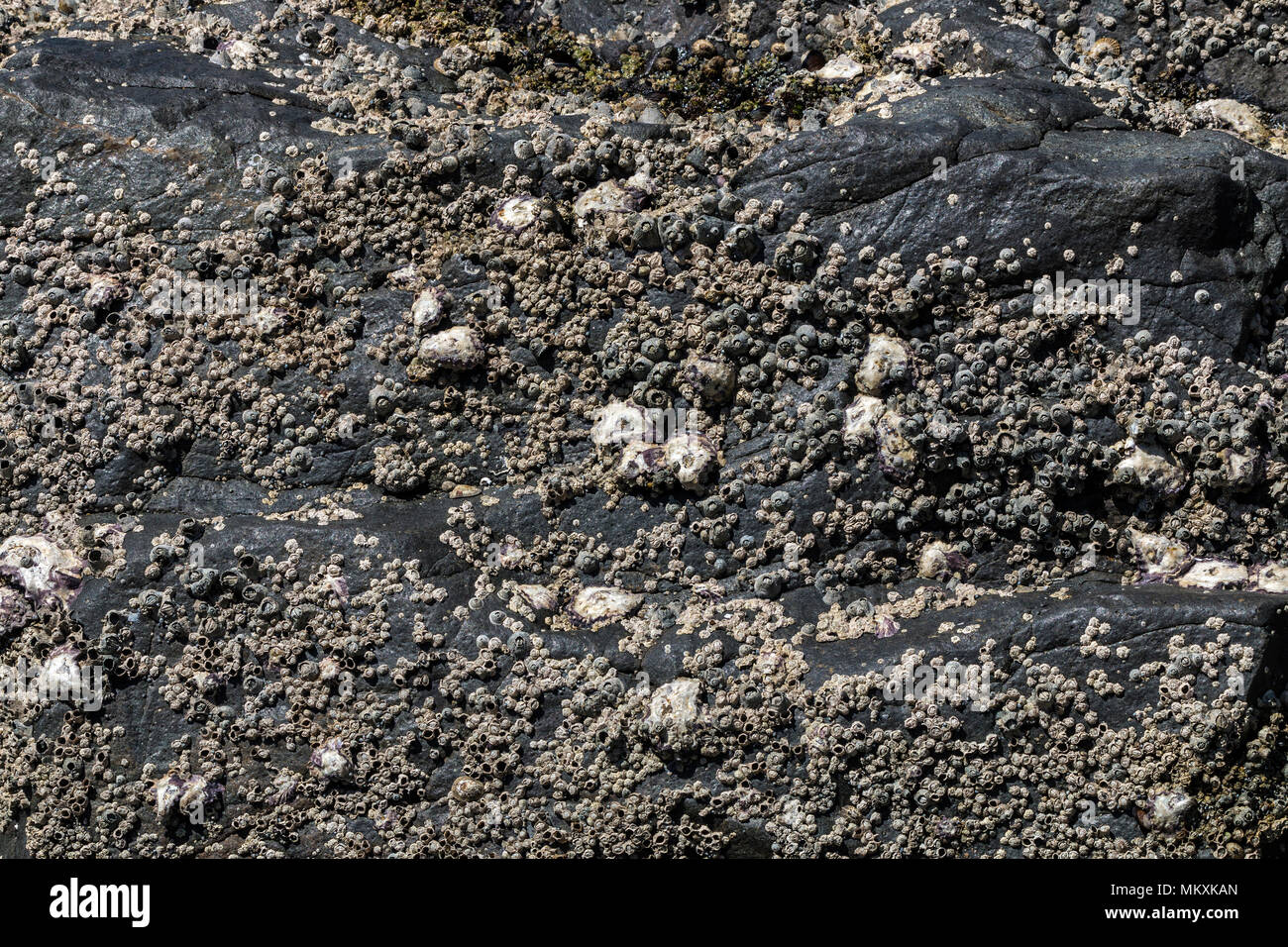 Barnacle pattern hi-res stock photography and images - Alamy