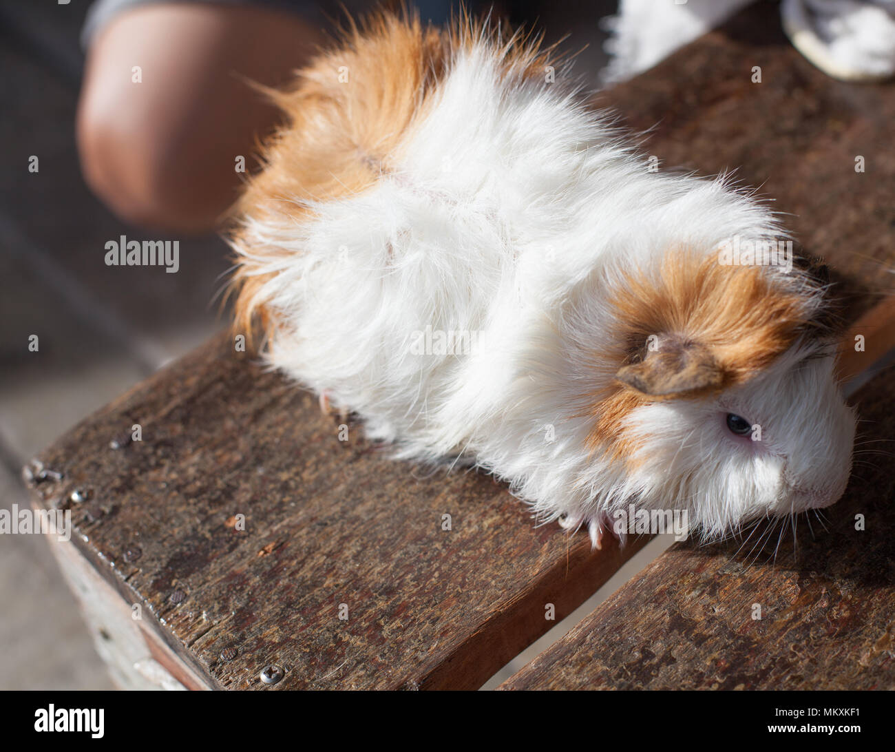 selective focus on white, black, orange brown guinea pig drying wet fur ...