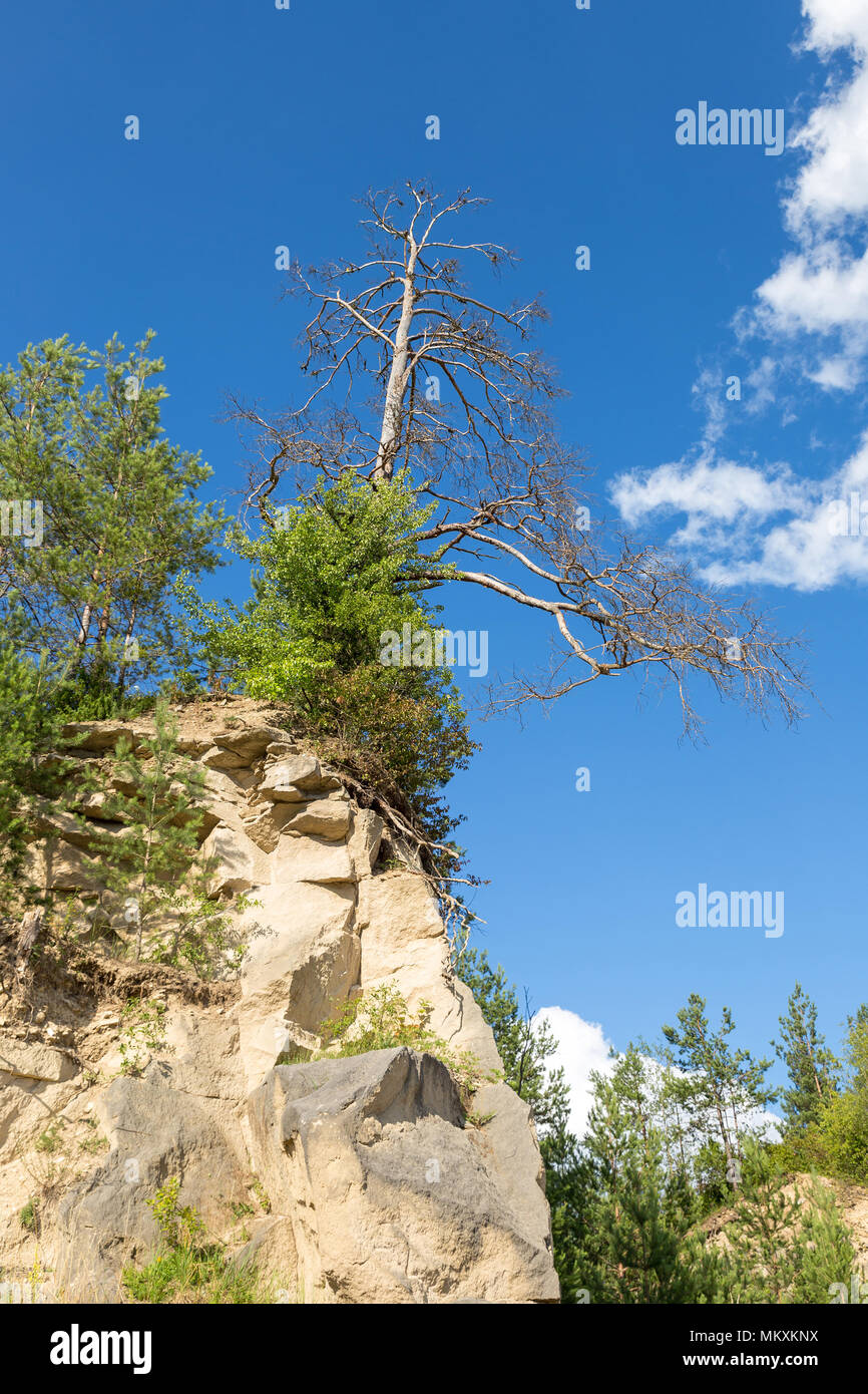 An old sandstone quarry covered with trees Stock Photo - Alamy