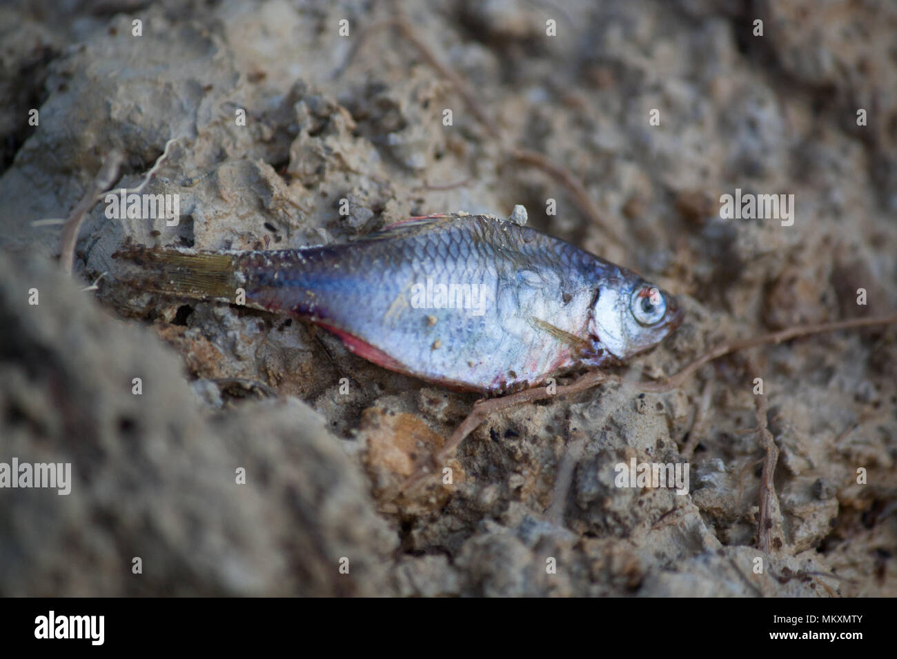 Dead fish on a beach Stock Photo - Alamy