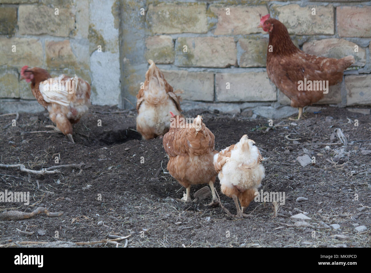 Chicken dig in the yard Stock Photo - Alamy