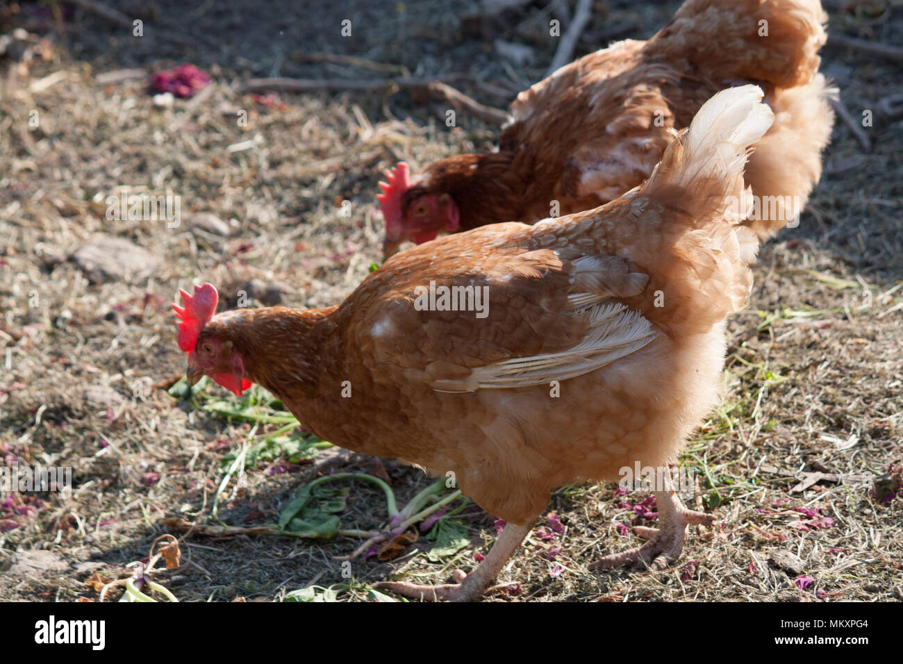 Chicken digging hi-res stock photography and images - Alamy