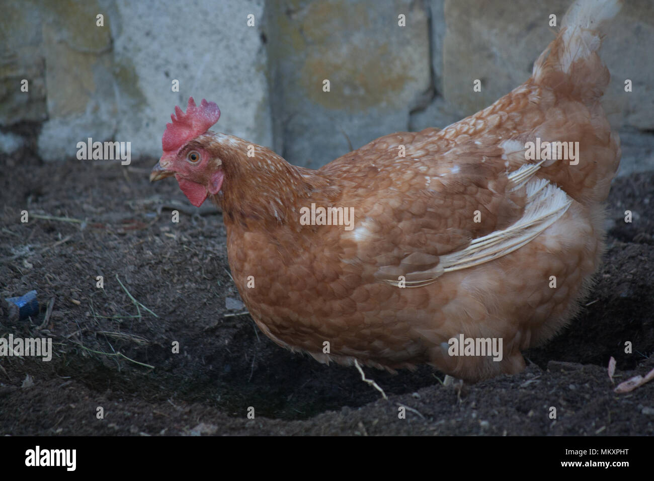 Chicken dig in the yard Stock Photo - Alamy