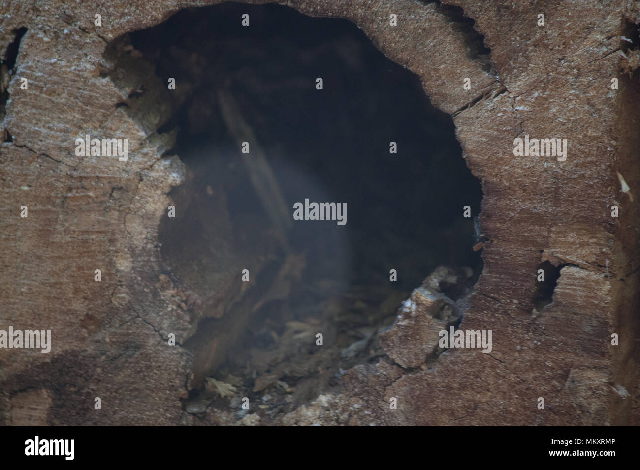 holes in tree Stock Photo - Alamy