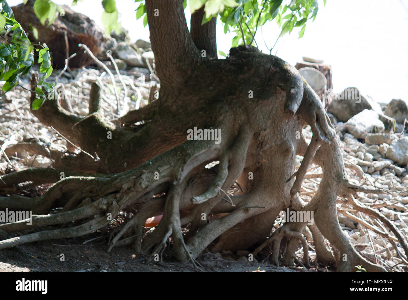 the root of the tree on the river Stock Photo - Alamy