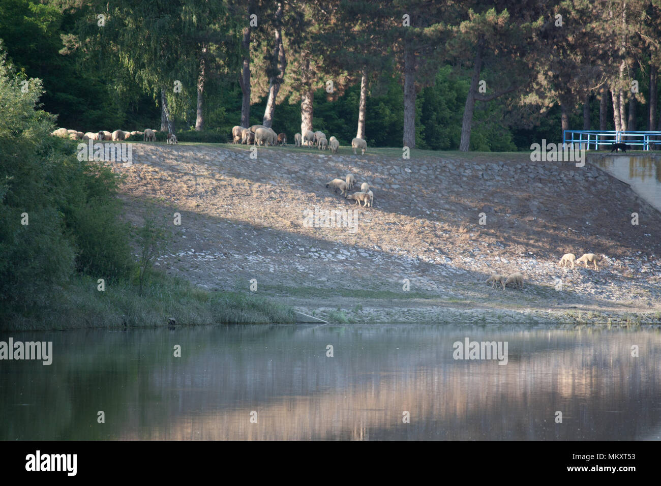 Sheep grazing in urban park hi-res stock photography and images - Alamy