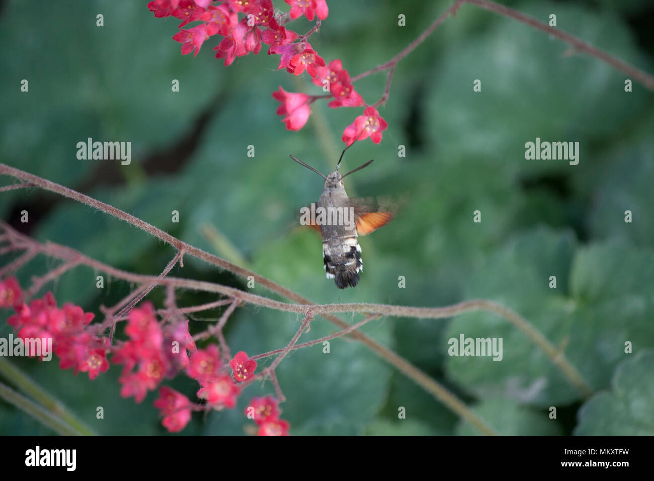 Hummingbird butterfly on a flower Stock Photo - Alamy