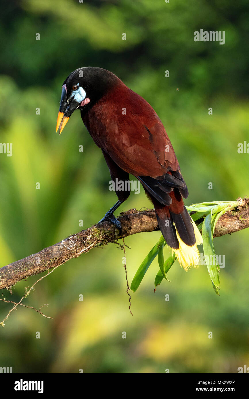 Montezuma oropendola hi-res stock photography and images - Alamy