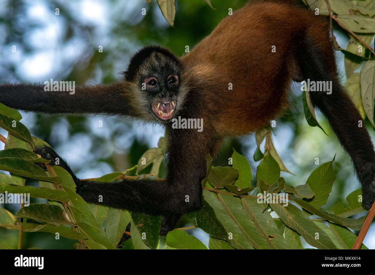 Geoffroy's spider monkey (Ateles geoffroyi) - La Laguna del Lagarto ...