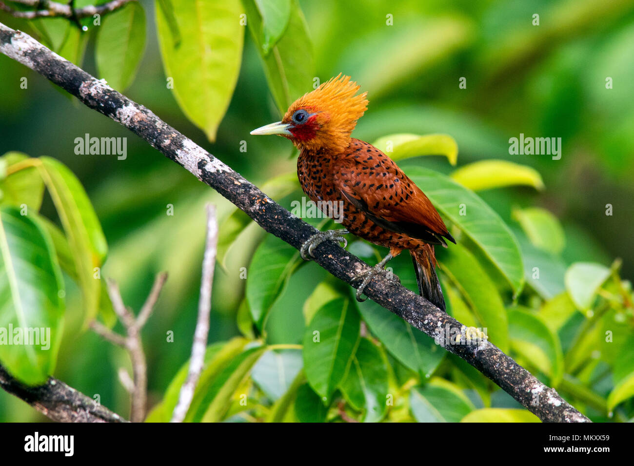 Chestnut-colored Woodpecker male (Celeus castaneus) - Boca Tapada, San ...